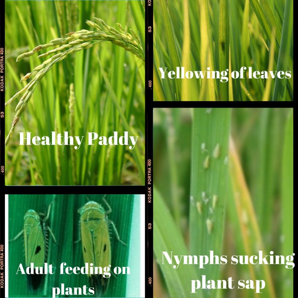 Effective Crop Protection techniques for Paddy against Green Leaf ...